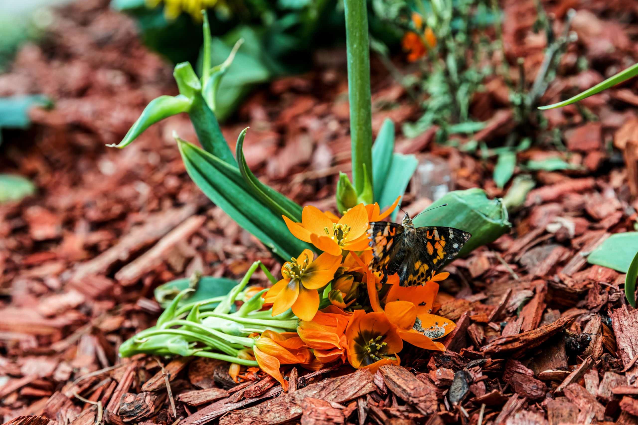 Protecting Biodiversity Through Conservation Programs and Resident ...